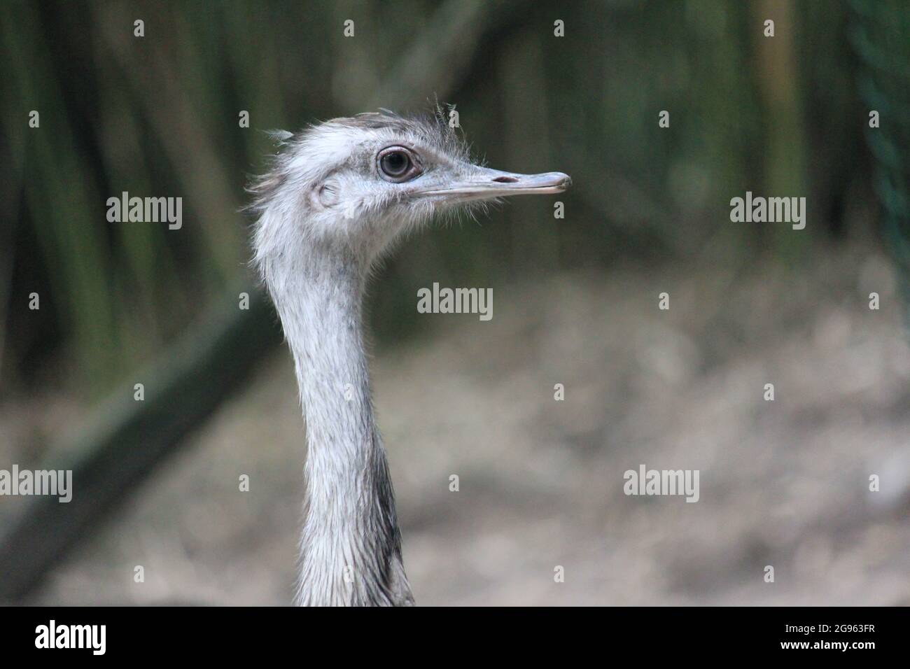 Greater rhea in Overloon zoo, the Netherlands Stock Photo - Alamy