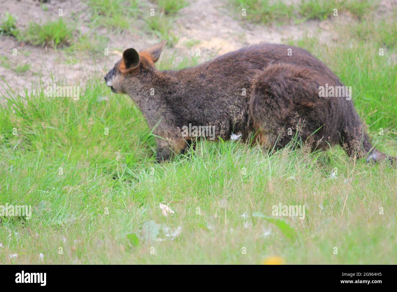 Thick muscular tail hi-res stock photography and images - Alamy
