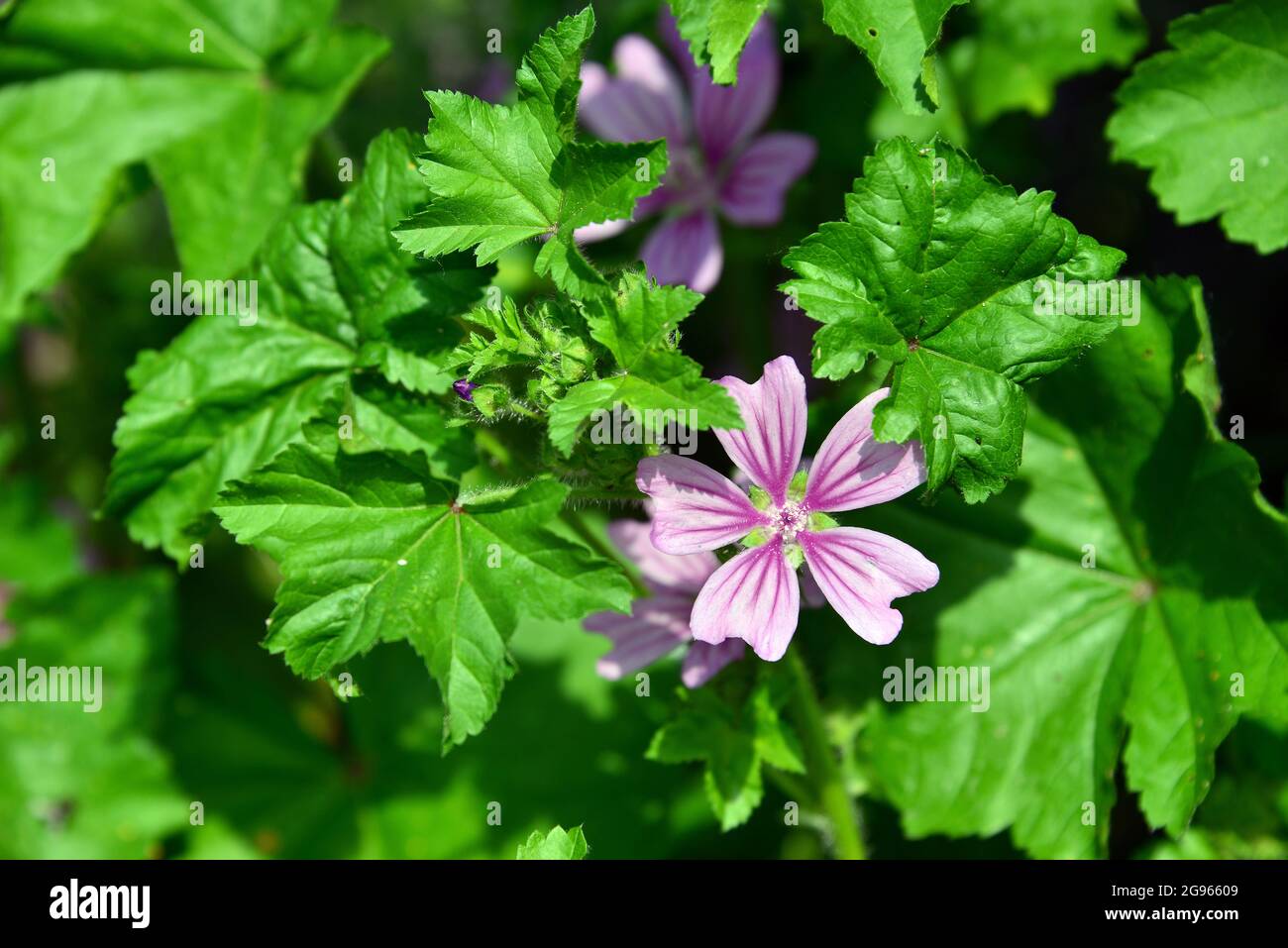 common mallow, high mallow, tall mallow, Wilde Malve, Malva sylvestris ...