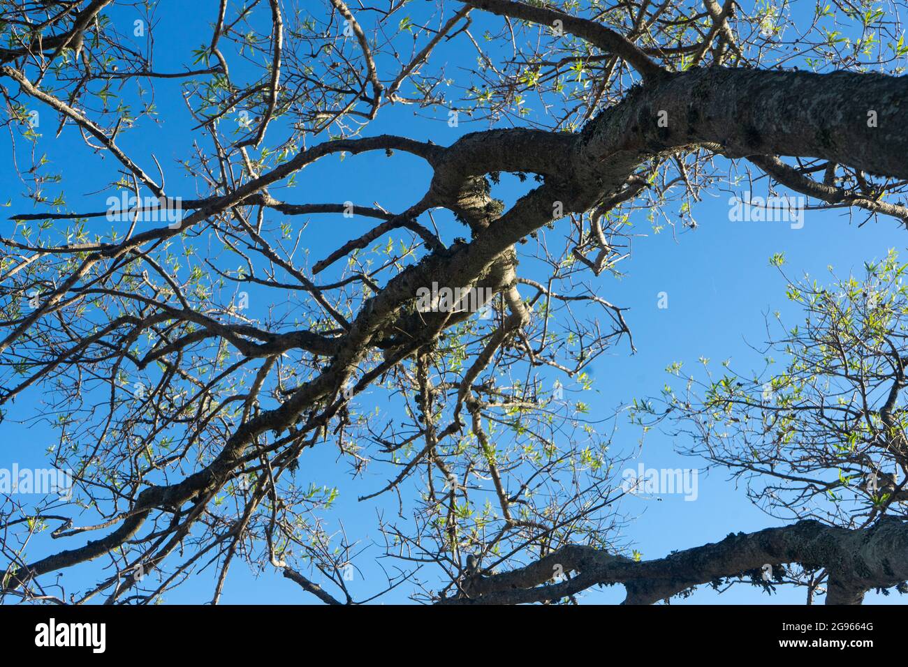 Branches of a blue hi-res stock photography and images - Alamy