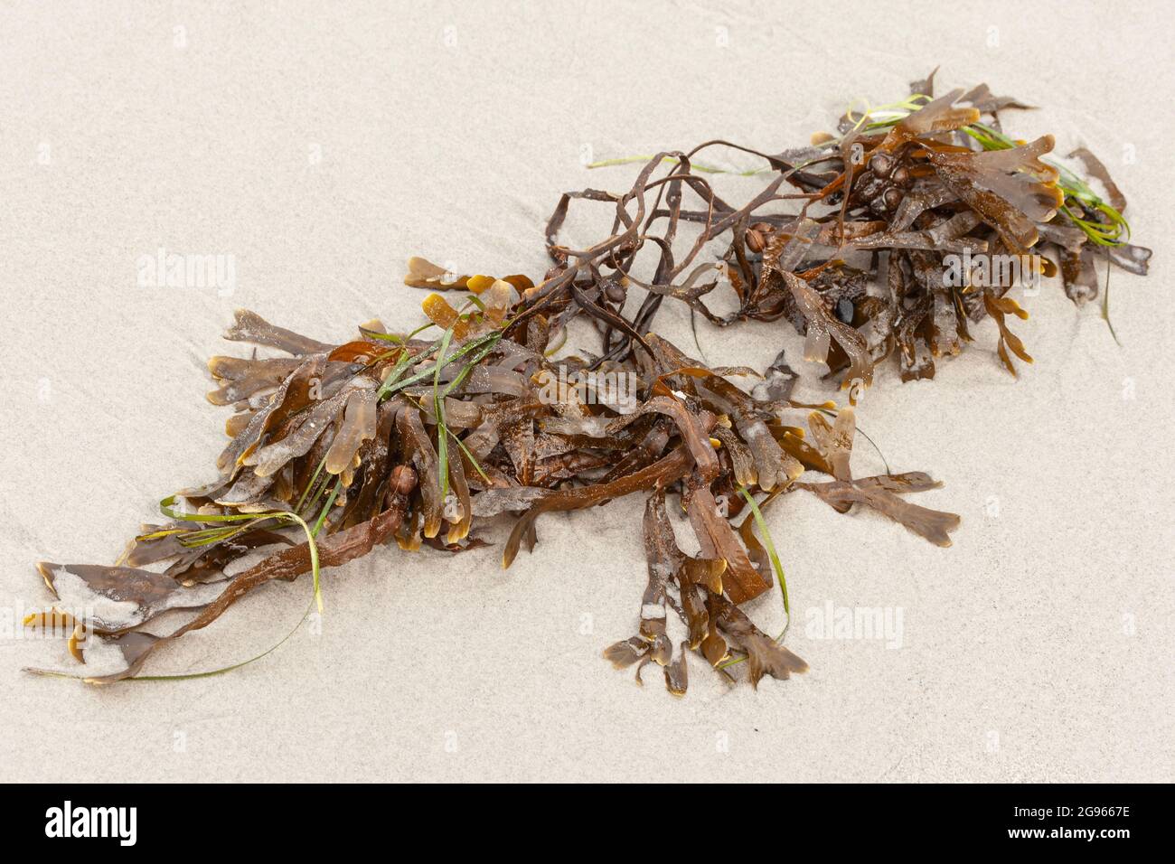 Fucus vesiculosus alga algae rock hi-res stock photography and images ...