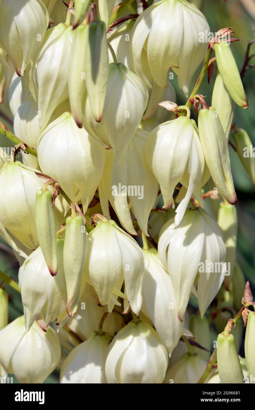 Adam’s needle and thread, Fädige Palmlilie, Yucca filamentosa ...