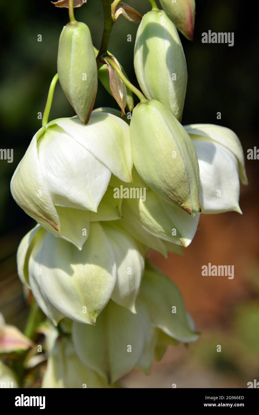 Adam’s needle and thread, Fädige Palmlilie, Yucca filamentosa ...