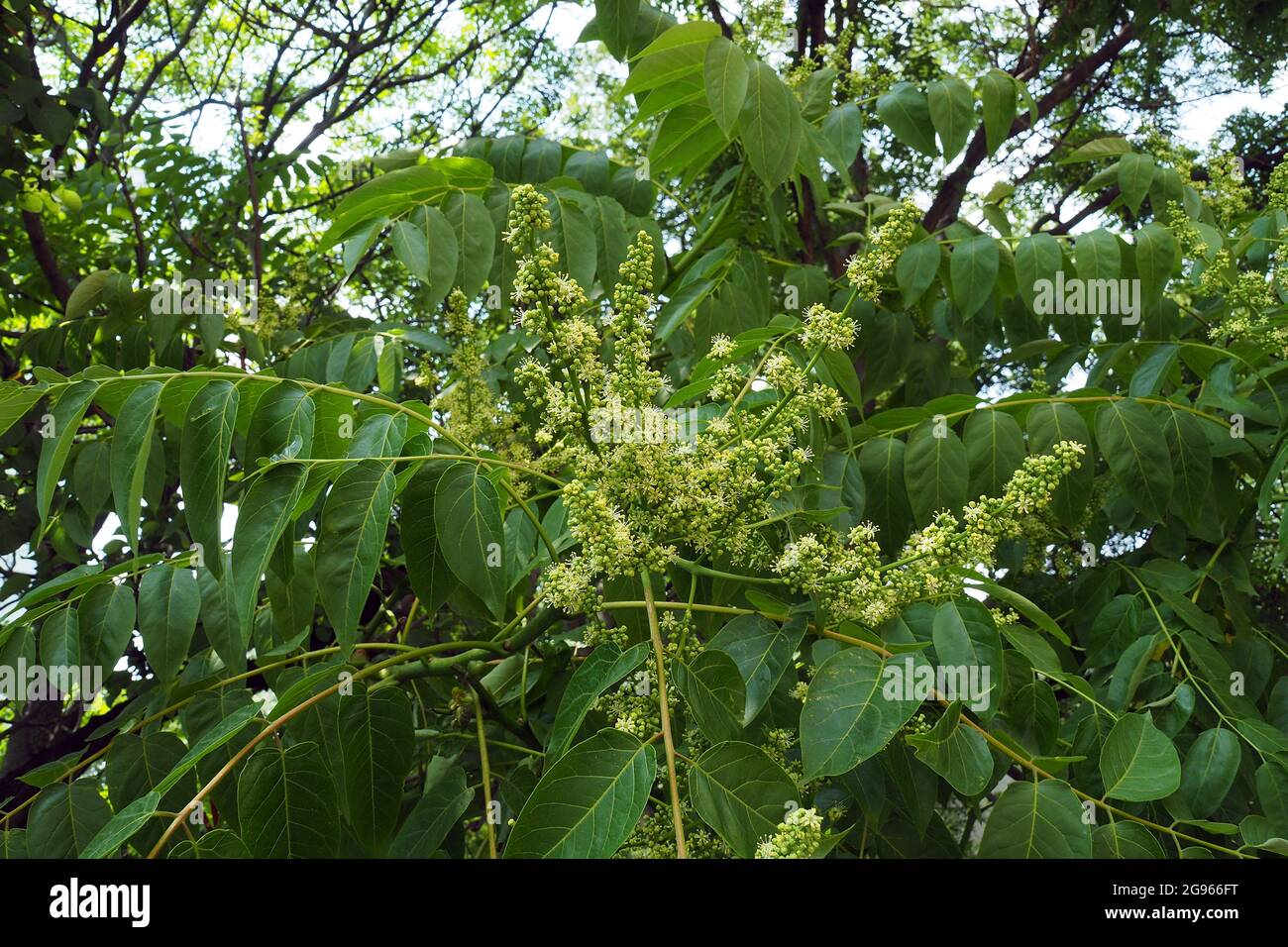 Gotterbaum High Resolution Stock Photography and Images - Alamy