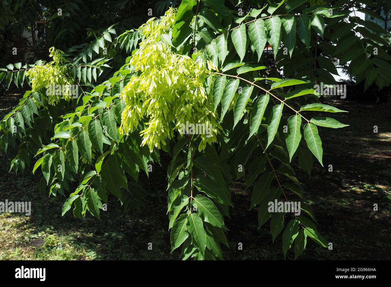 tree of heaven, ailanthus, varnish tree, Götterbaum, Ailanthus ...