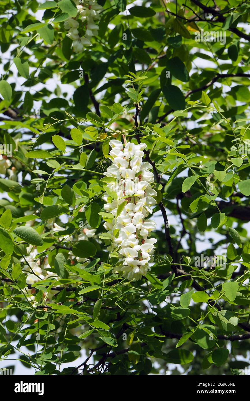 black locust, Gewöhnliche Robinie, Robinia pseudoacacia, fehér akác ...