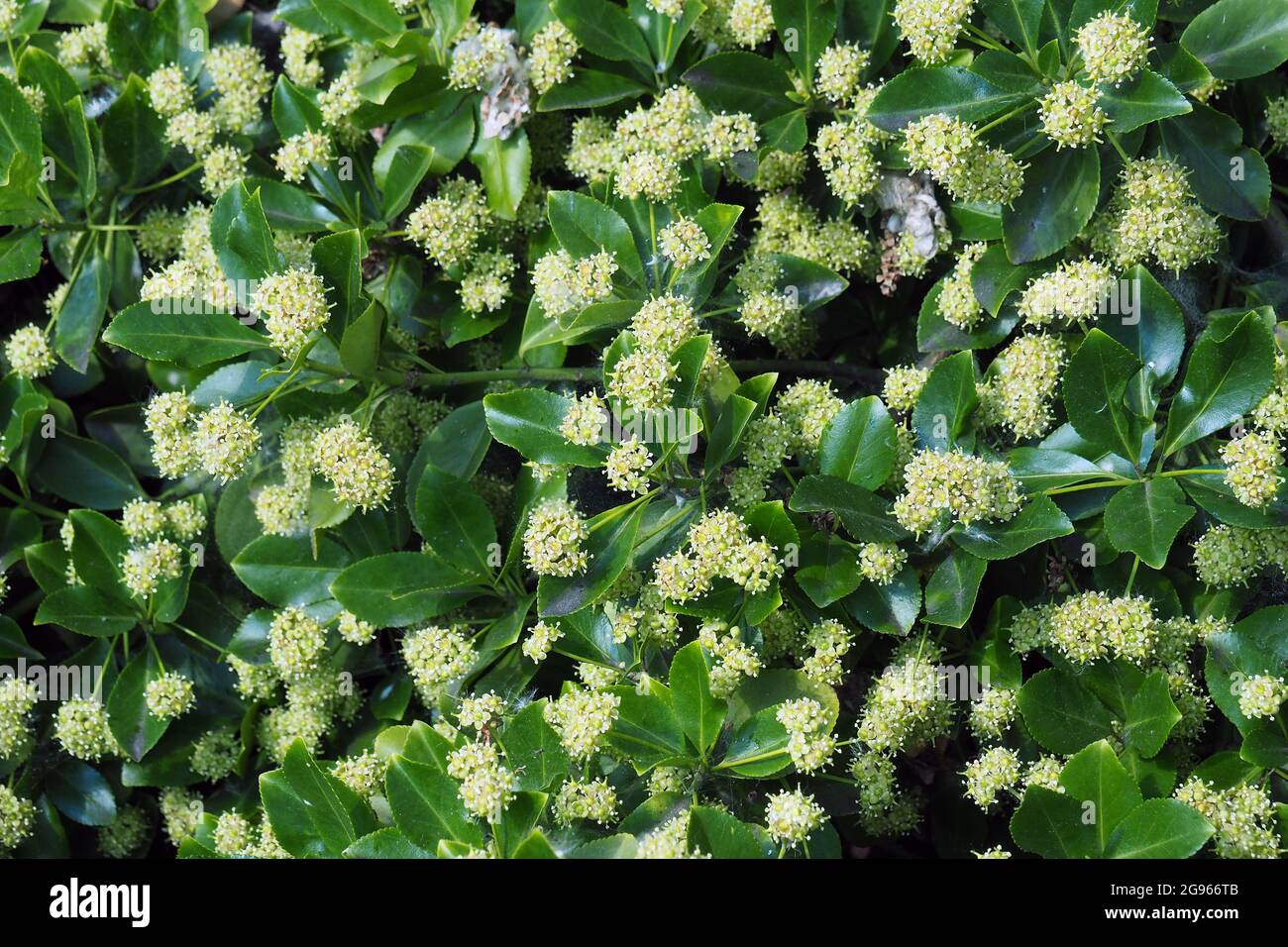 Japanese spindle, evergreen spindle, Japanischer Spindelsträucher ...