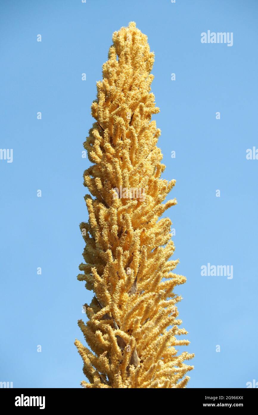 green sotol, smooth-leaf sotol, smooth sotol, Dasylirion leiophyllum ...