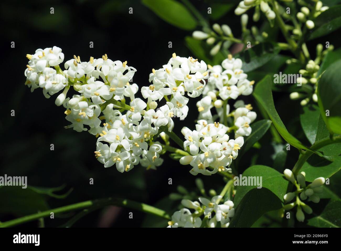 common privet or European privet, Gewöhnlicher Liguster, Ligustrum ...