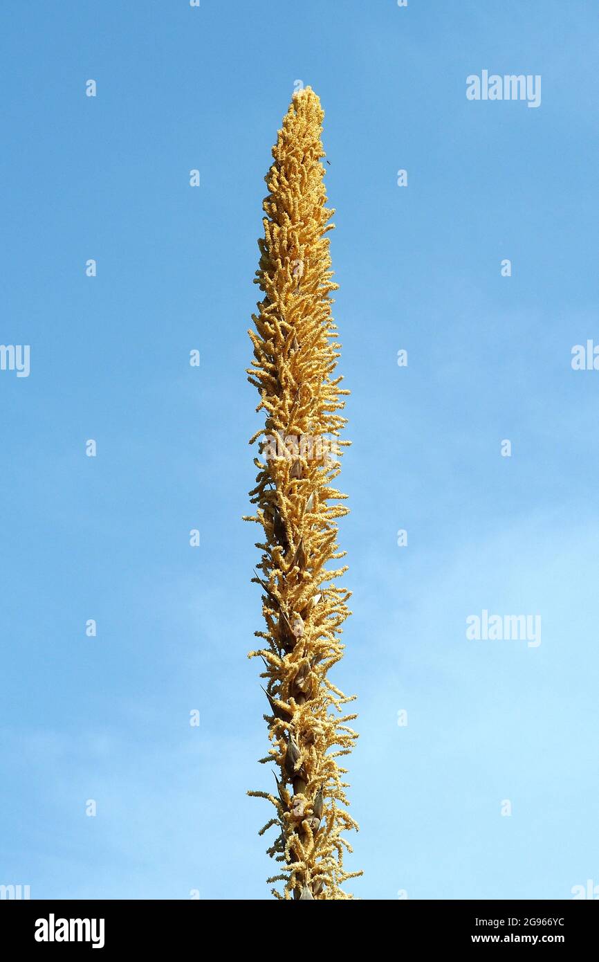 Sotol plants hi-res stock photography and images - Alamy