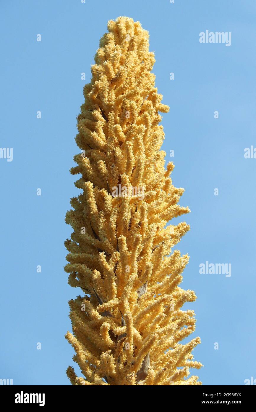 green sotol, smooth-leaf sotol, smooth sotol, Dasylirion leiophyllum ...