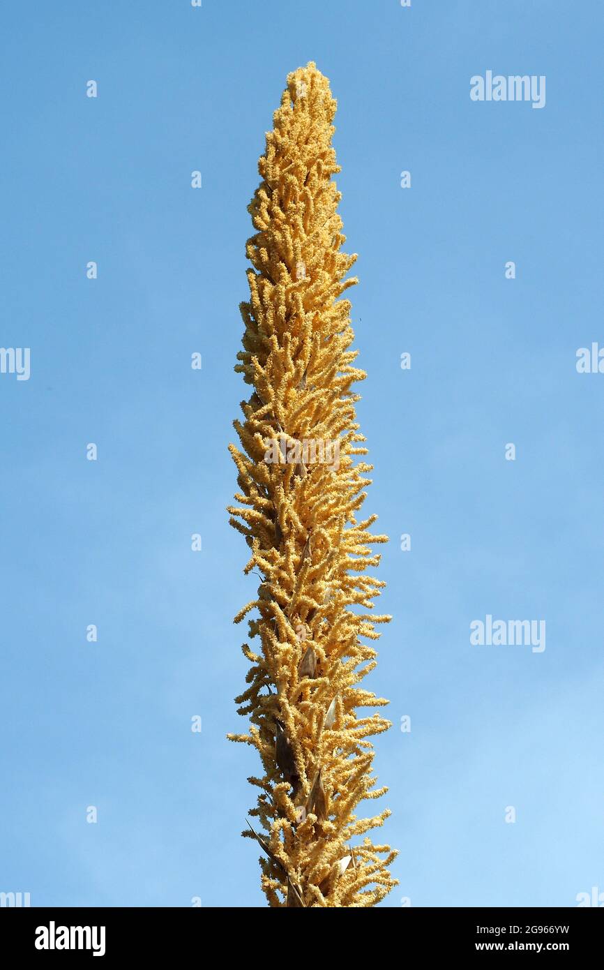 green sotol, smooth-leaf sotol, smooth sotol, Dasylirion leiophyllum ...