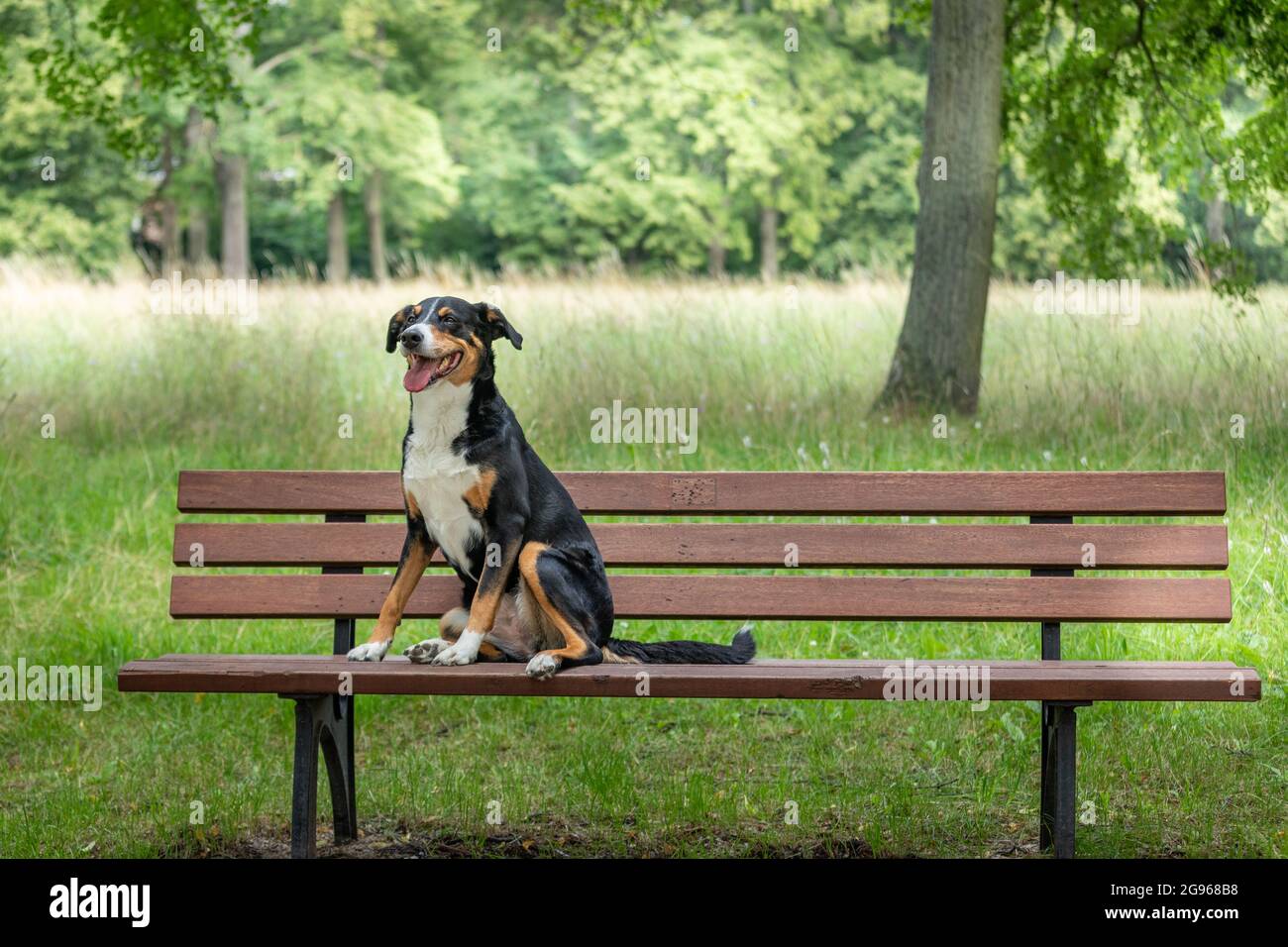 Dog bench hi-res stock photography and images - Alamy