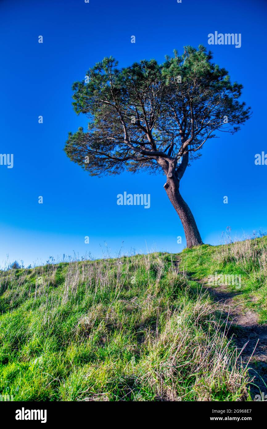 Lonely tree in the Coromandel Peninsula, New Zealand Stock Photo - Alamy