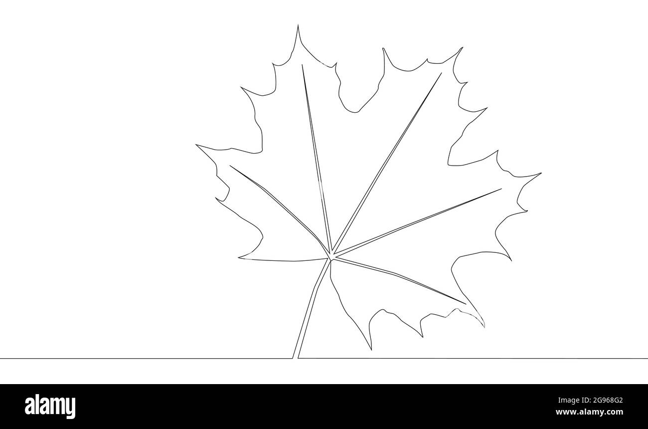 Self drawing animation of one line drawing of isolated object maple ...