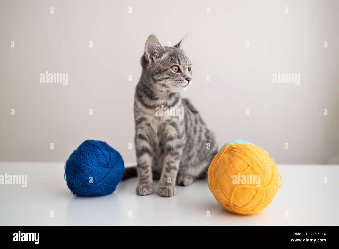 Cute grey domestic cat near tangled ball of thread isolated on grey ...