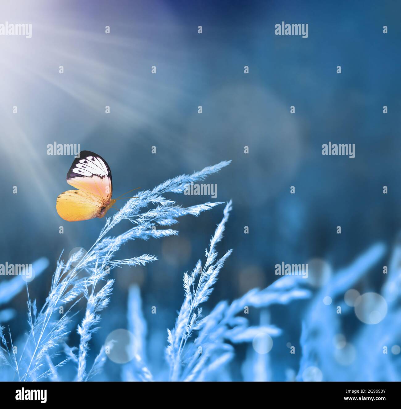 Moonlight on grass hi-res stock photography and images - Alamy