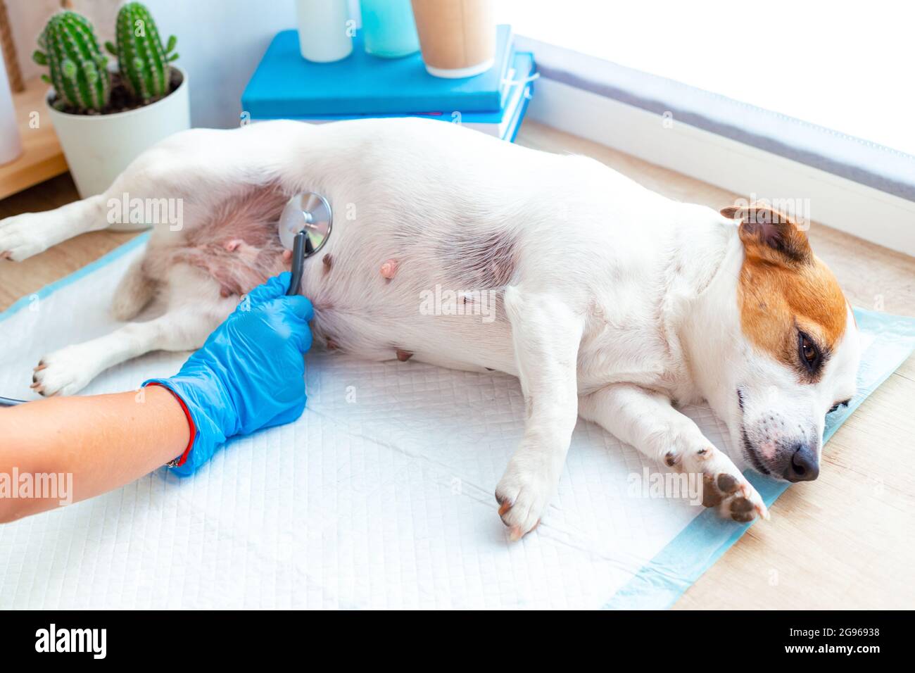 A vet doctor examines a dog Jack Russell Terrier lying under anesthesia ...