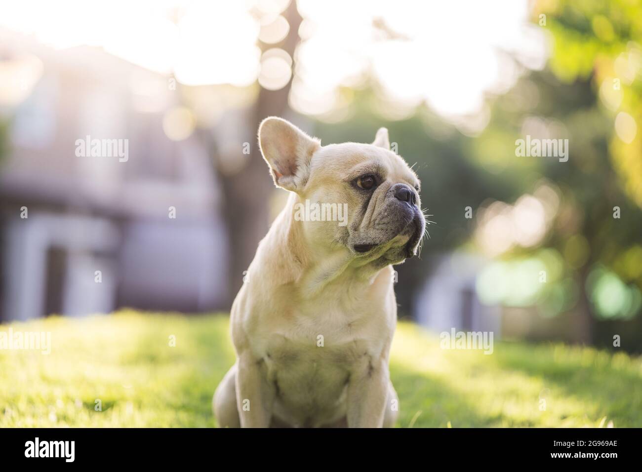 Cute domestic Bulldog sitting outdoor Stock Photo - Alamy