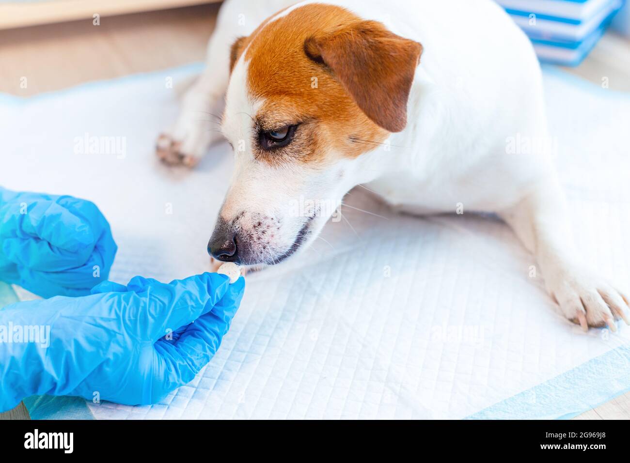 Pill for a puppy hi-res stock photography and images - Alamy