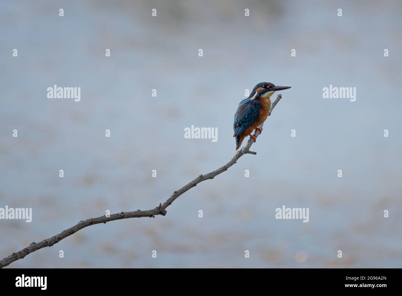Splendid Exemplary with Beautiful Colors of Common Kingfisher, Alcedo ...