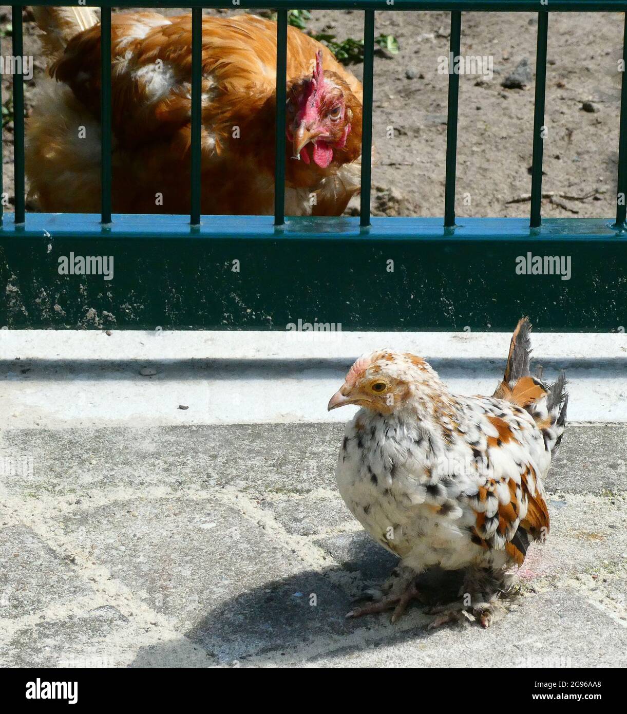 Chick in panic on the wrong side of the fence. Mommy hen looks on ...