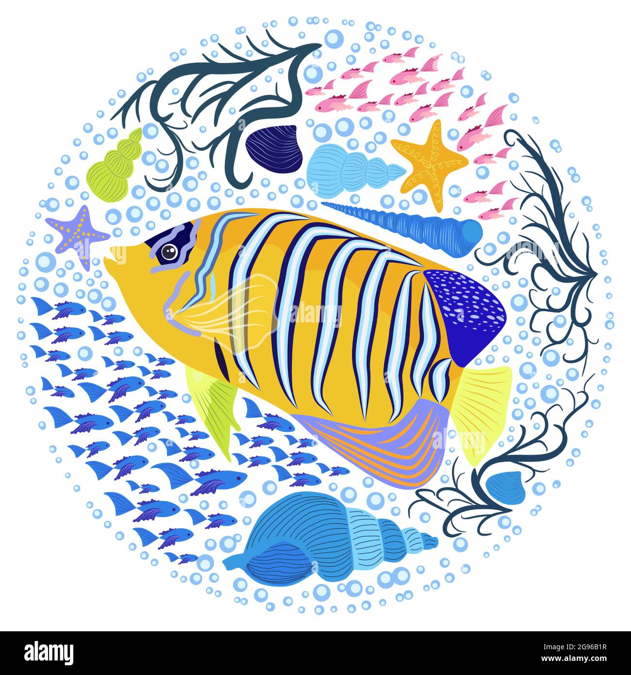Emperor angelfish Pomacanthus imperator on white, sea animal wildlife ...