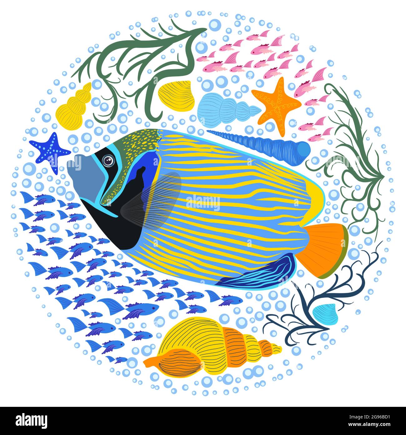 Emperor angelfish Pomacanthus imperator on white, sea animal wildlife ...