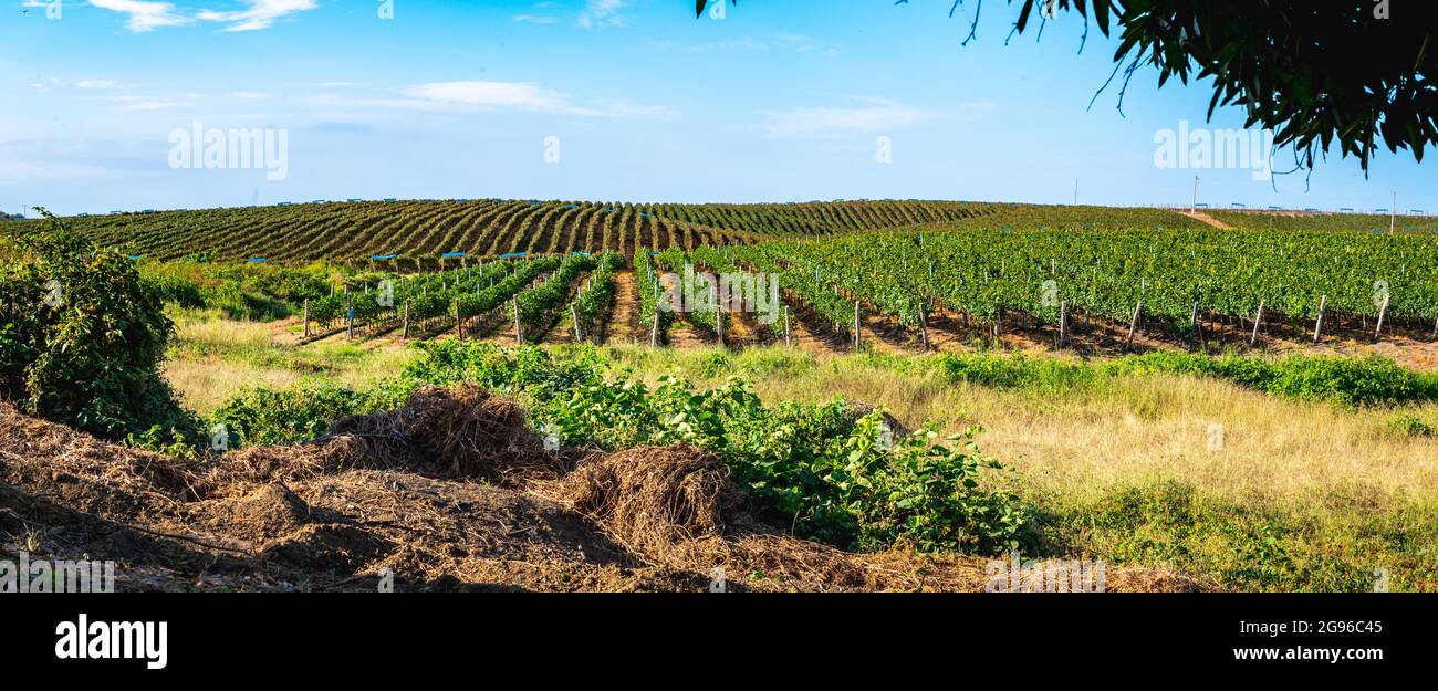 Panoramic of an Ecuadorian vineyard crop ready to be harvested. Raw red ...