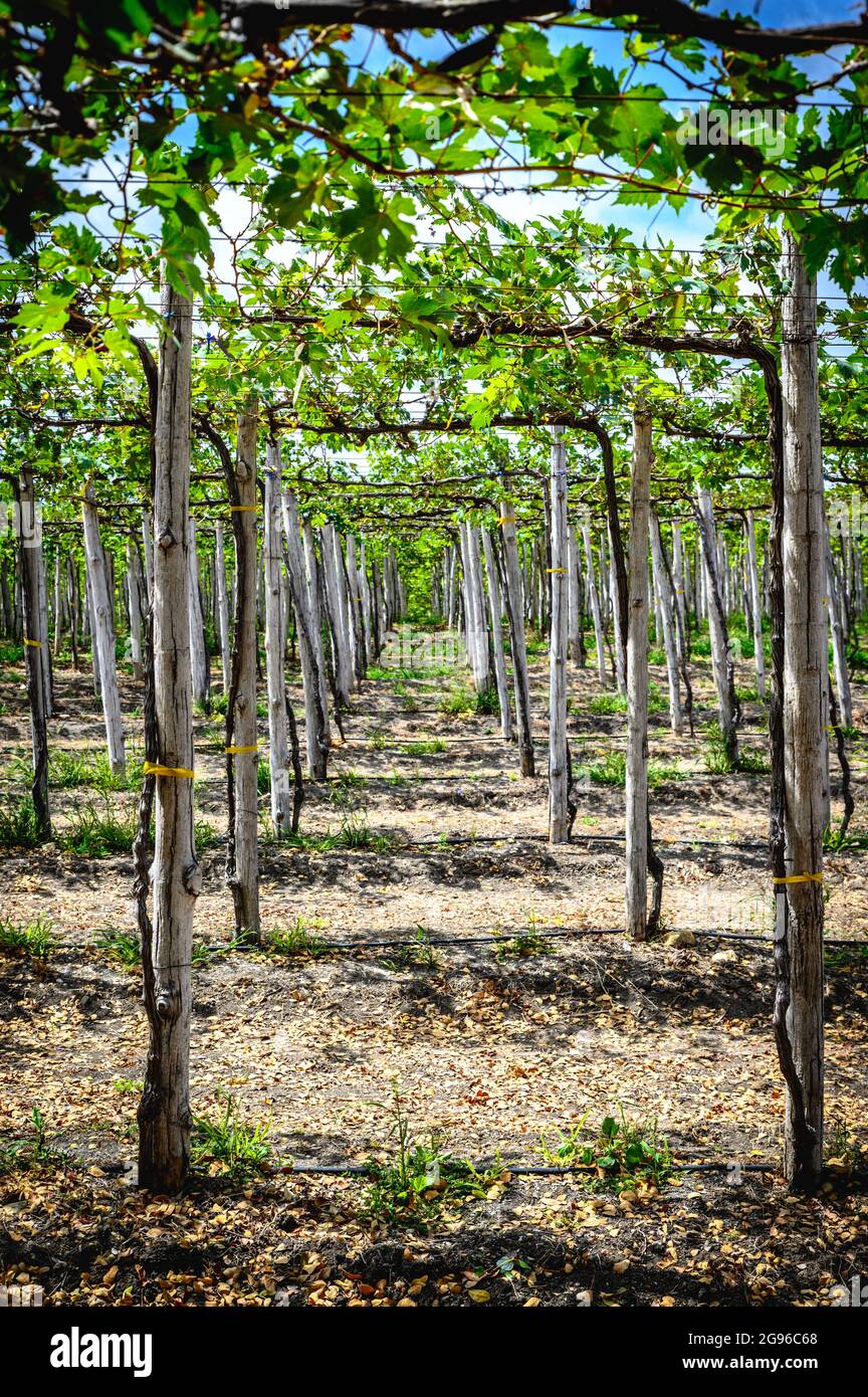 Panoramic of an Ecuadorian vineyard crop ready to be harvested. Raw red ...