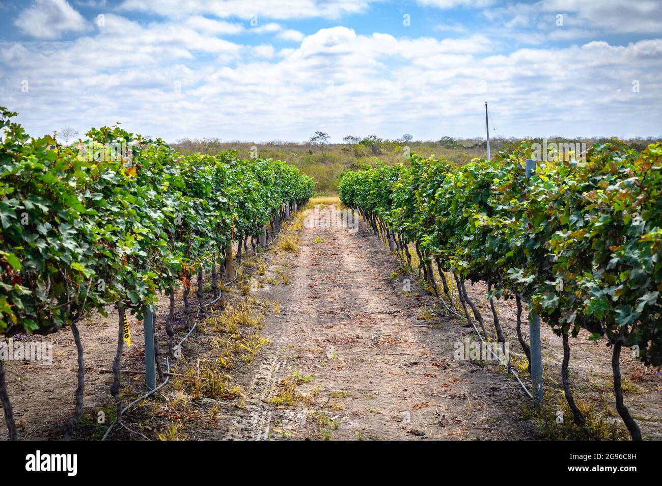 Panoramic of an Ecuadorian vineyard crop ready to be harvested. Raw red ...