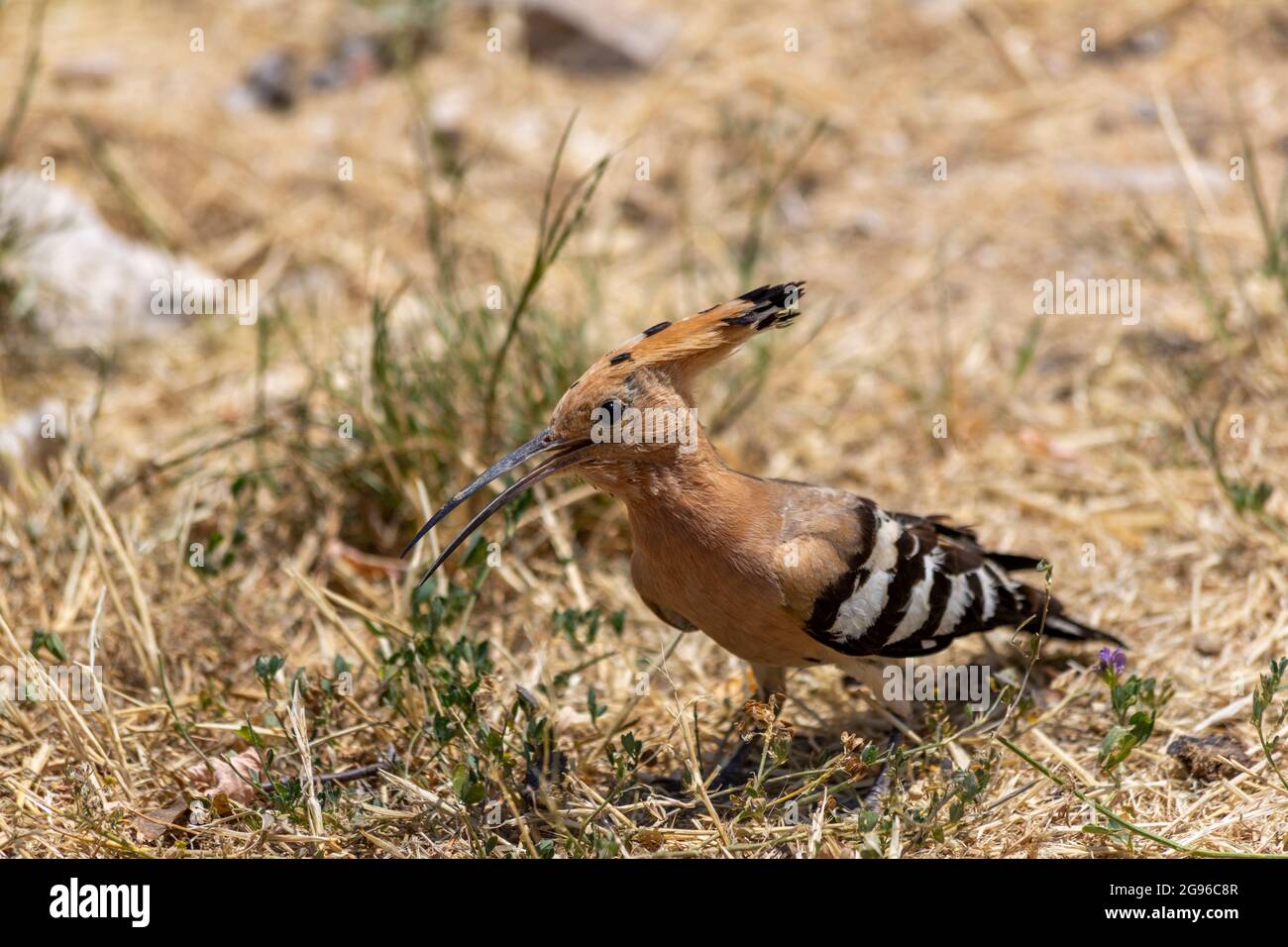 The Eurasian hoopoe (Upupa epops) is the most widespread species of the ...