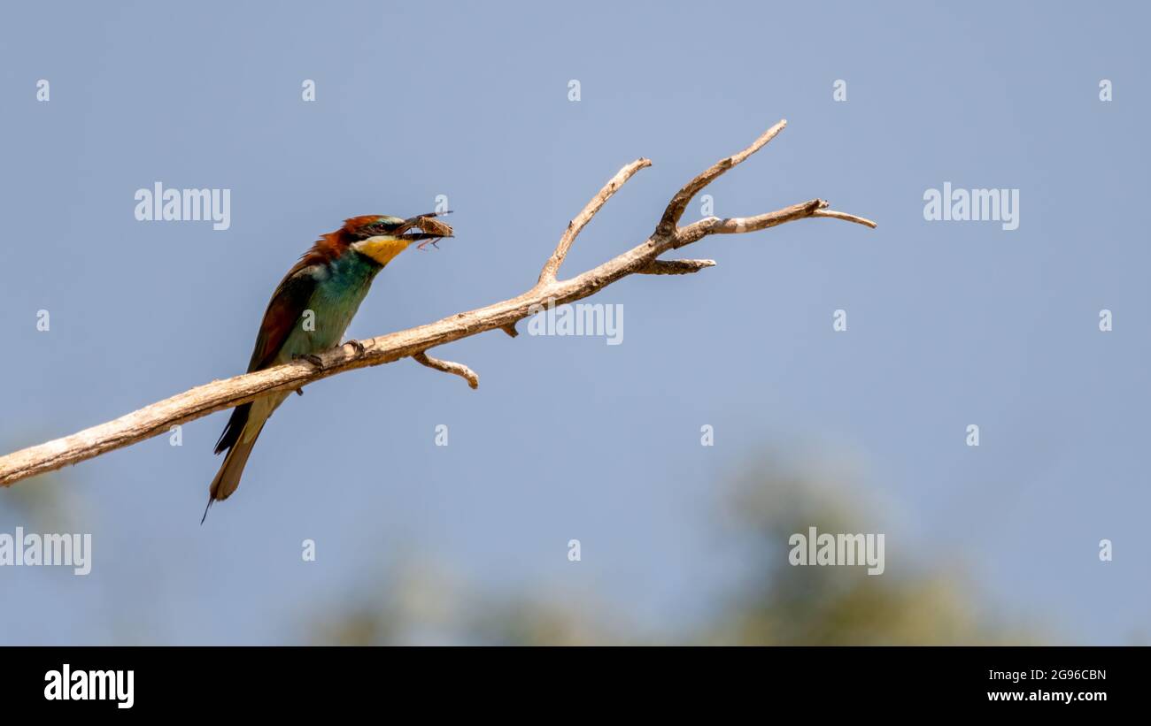 tier, natur, wild lebende tiere, schnabel, ast, wild, bunt, feather ...