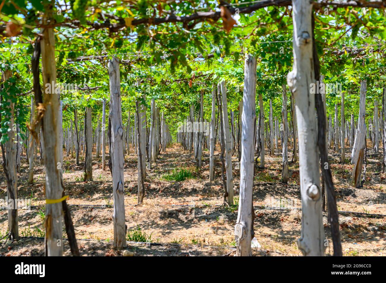 Panoramic of an Ecuadorian vineyard crop ready to be harvested. Raw red ...