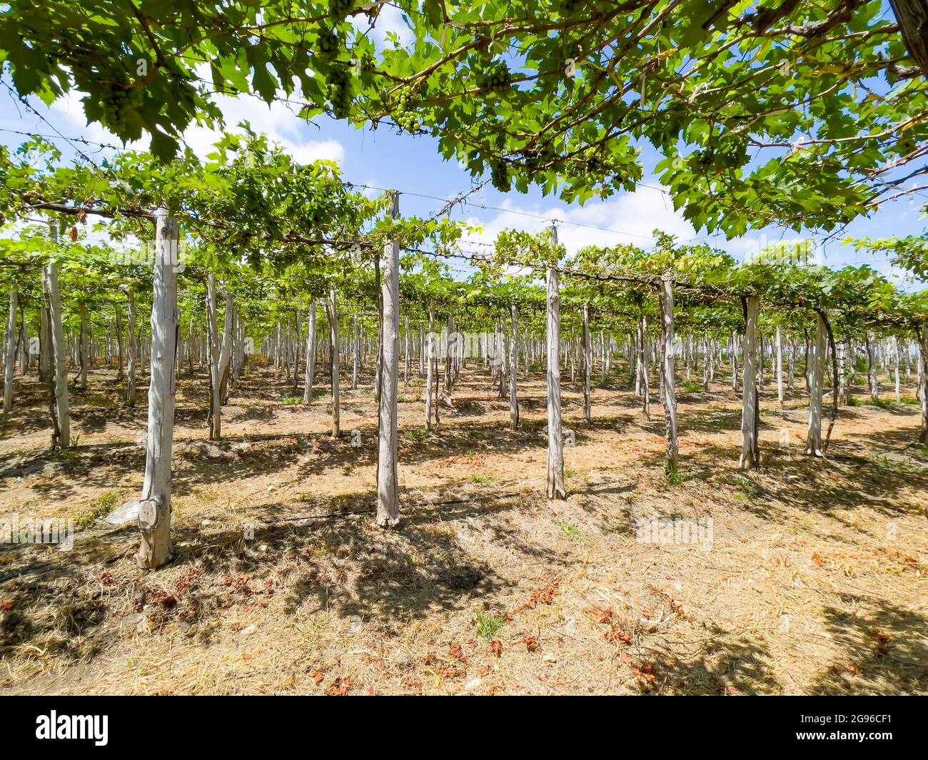 Panoramic of an Ecuadorian vineyard crop ready to be harvested. Raw red ...