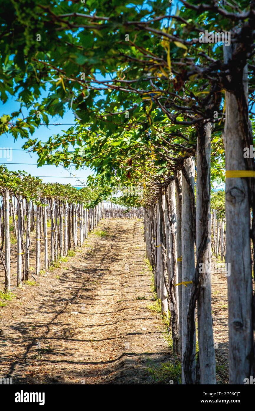 Panoramic of an Ecuadorian vineyard crop ready to be harvested. Raw red ...