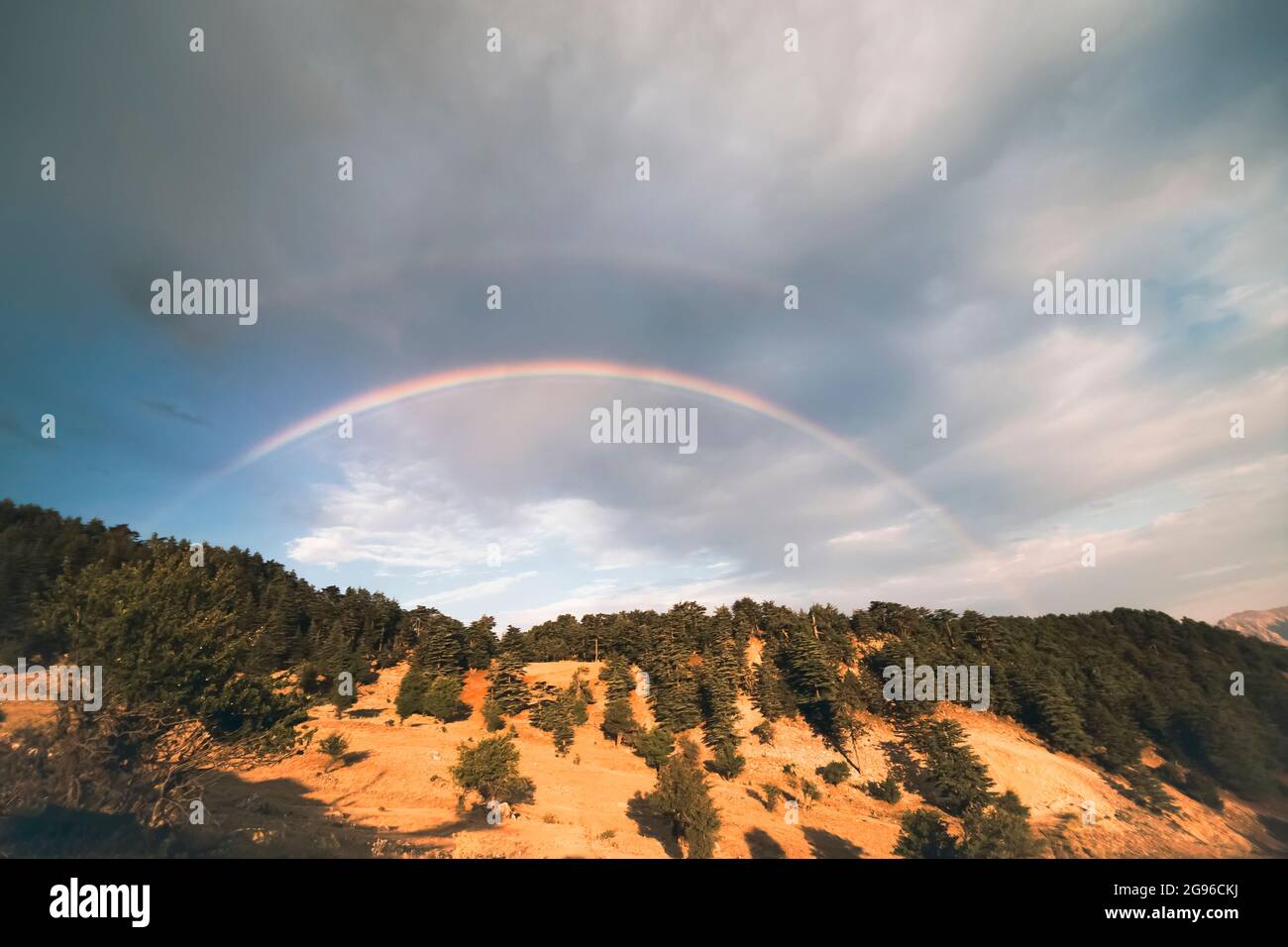 Rainbow over cedar forest after rain Stock Photo - Alamy