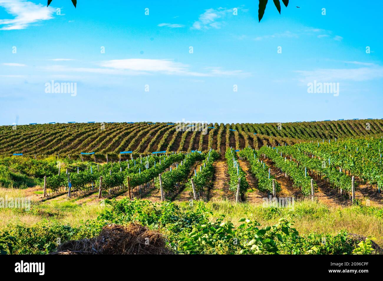 Panoramic of an Ecuadorian vineyard crop ready to be harvested. Raw red ...