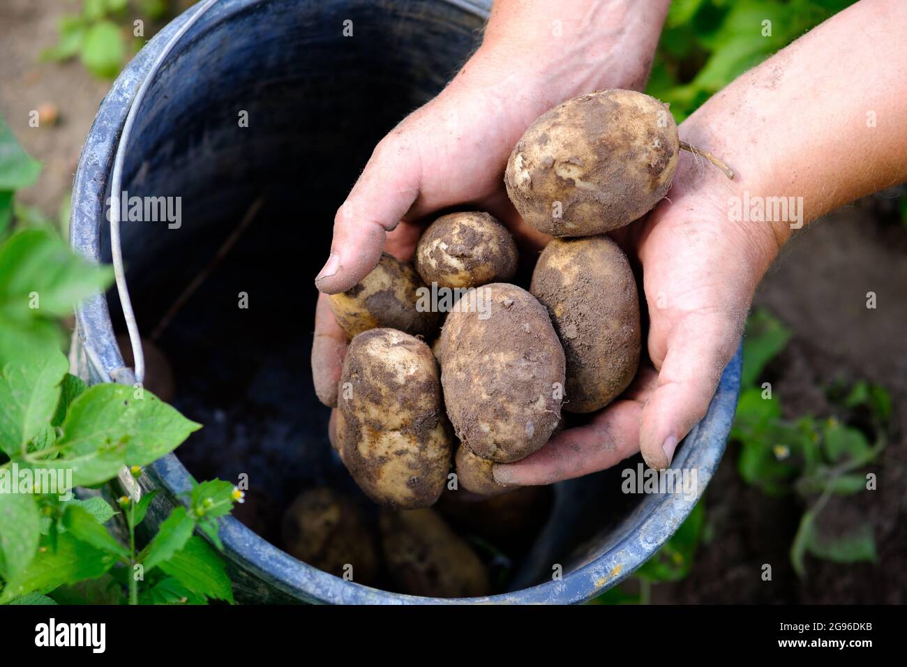 Farmer puts crop of potatoes in bucket. Harvest concept Stock Photo - Alamy