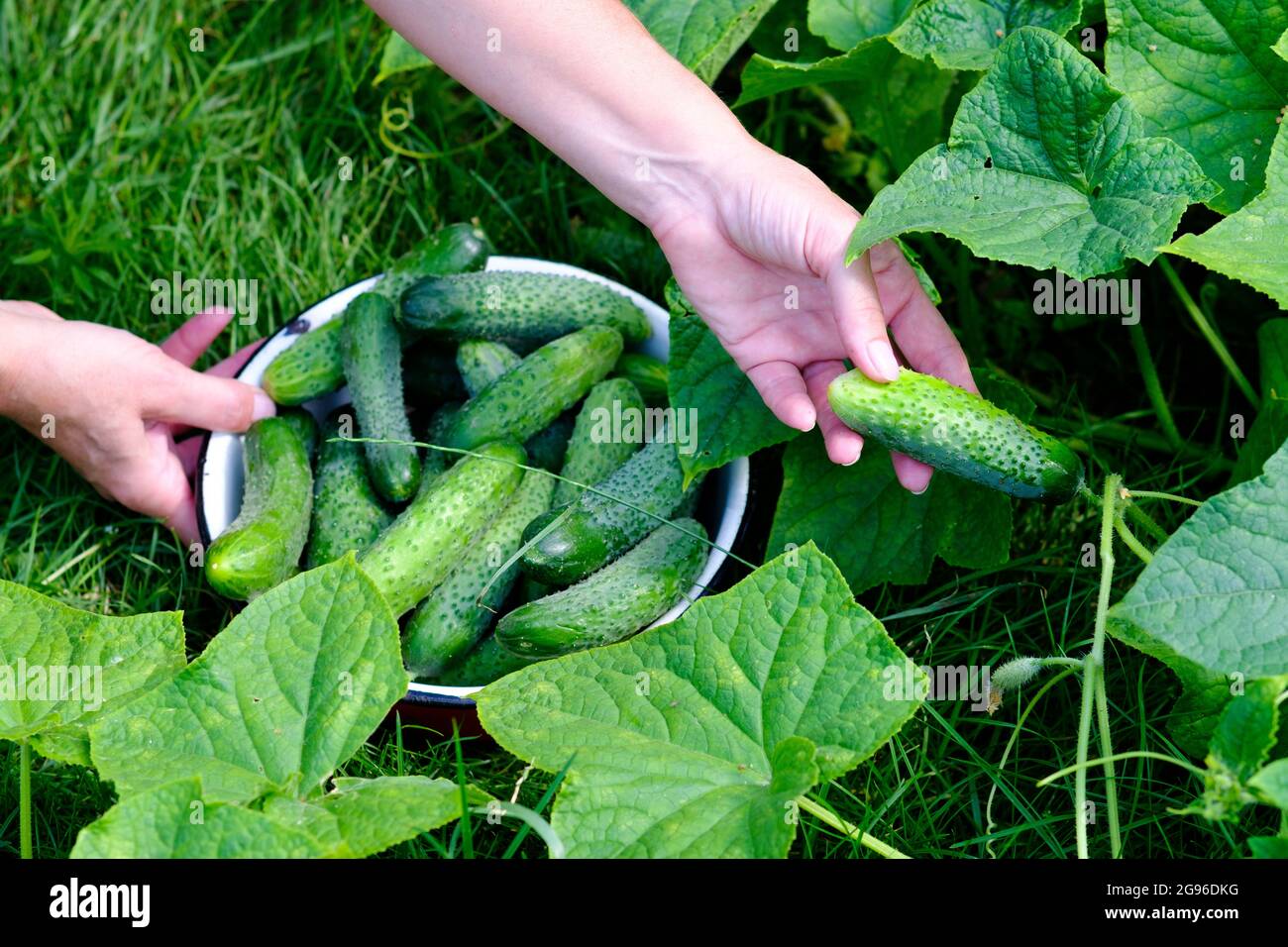 Farmer picking cucumber at garder. View from above Stock Photo - Alamy