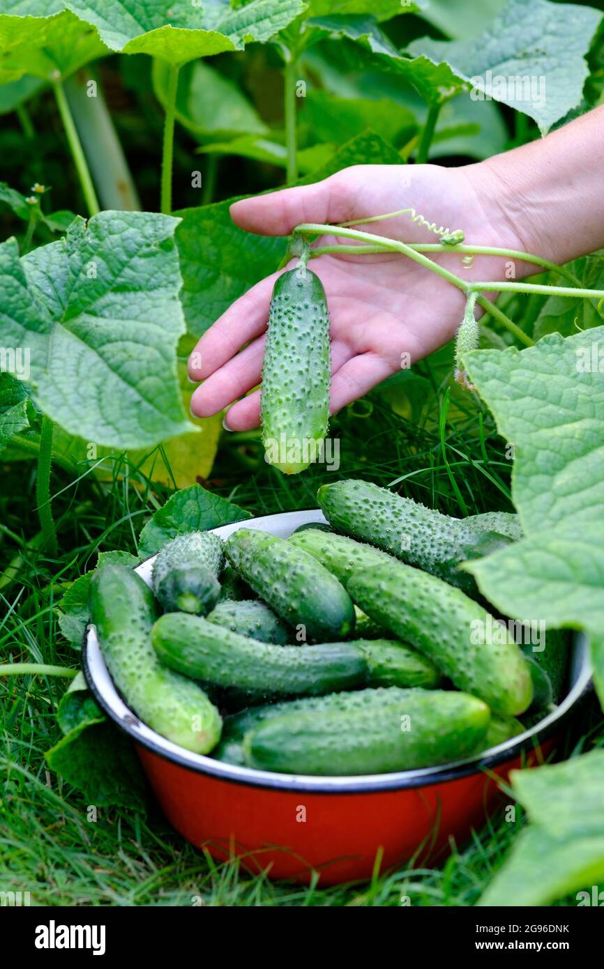 Female farmer picking cucumbers in her garden. Harvest concept Stock ...