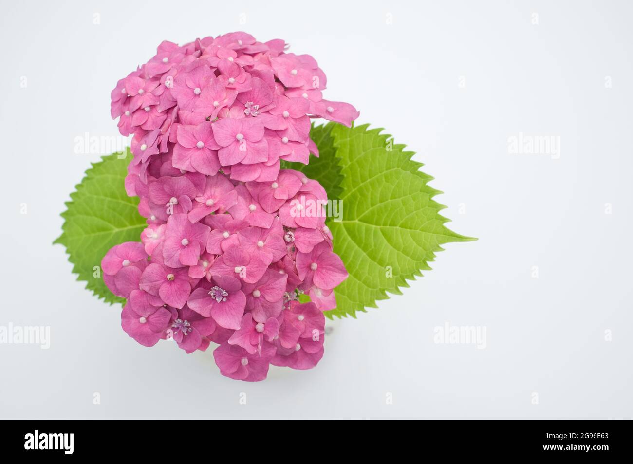 Top view of pink hydrangeas isolated on white background - great for ...