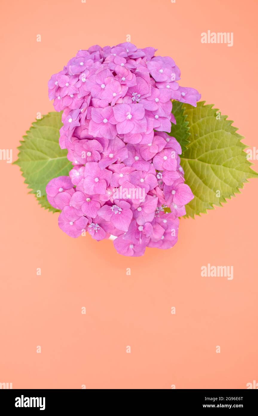 Vertical shot of pink hydrangeas isolated on pastel orange background ...