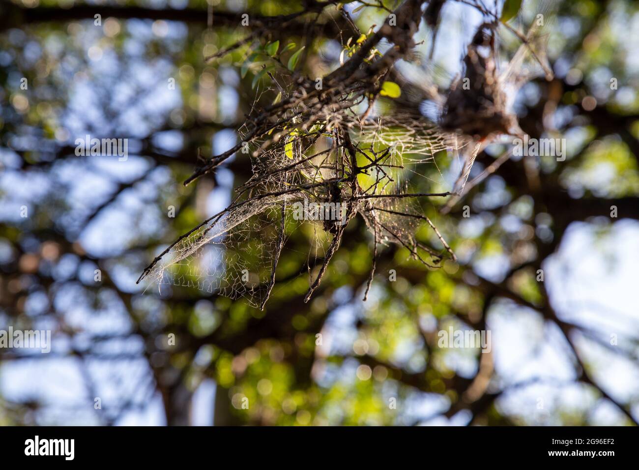 Detail of tree branch with spider web Stock Photo - Alamy