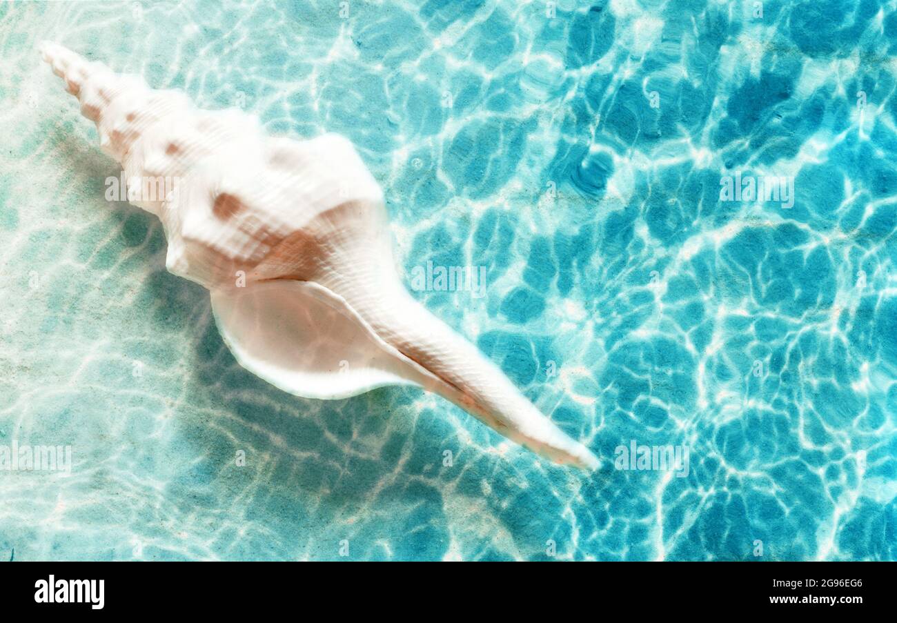 Big seashell on the summer beach in sea water. Summer background ...