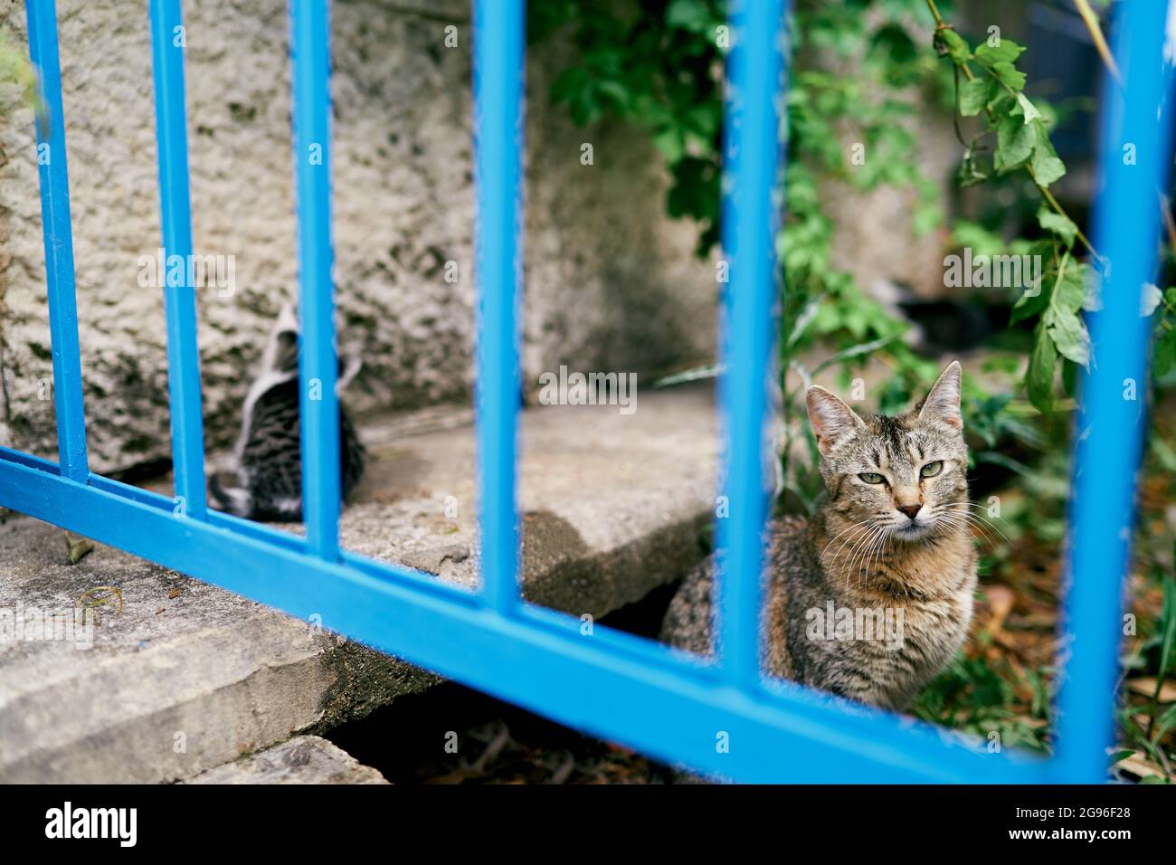 Little animals behind fence hi-res stock photography and images - Alamy