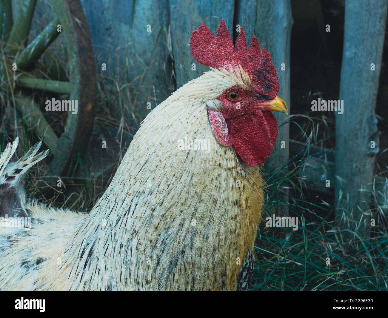 colored rooster in village environment, wooden barn in the background ...