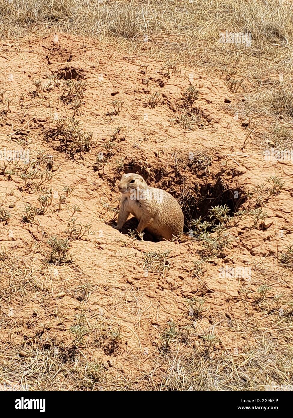 Prairie Dog Town, Devil's Tower National Monument, Wyoming Stock Photo ...