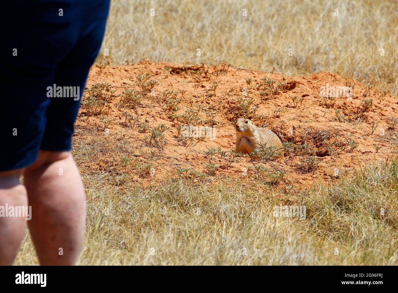 Prairie Dog Town, Devil's Tower National Monument, Wyoming Stock Photo ...