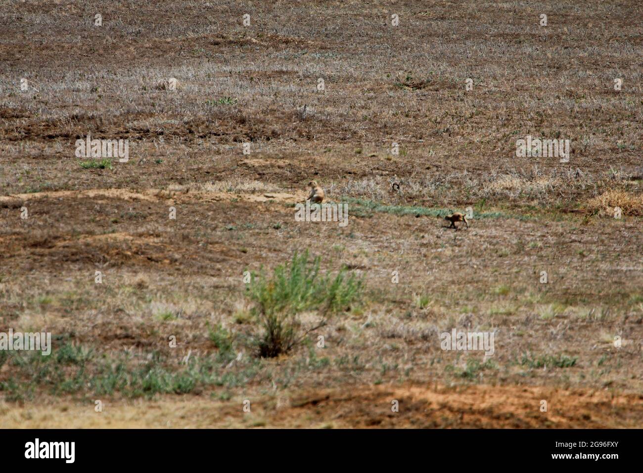 Prairie Dog Town, Devil's Tower National Monument, Wyoming Stock Photo ...